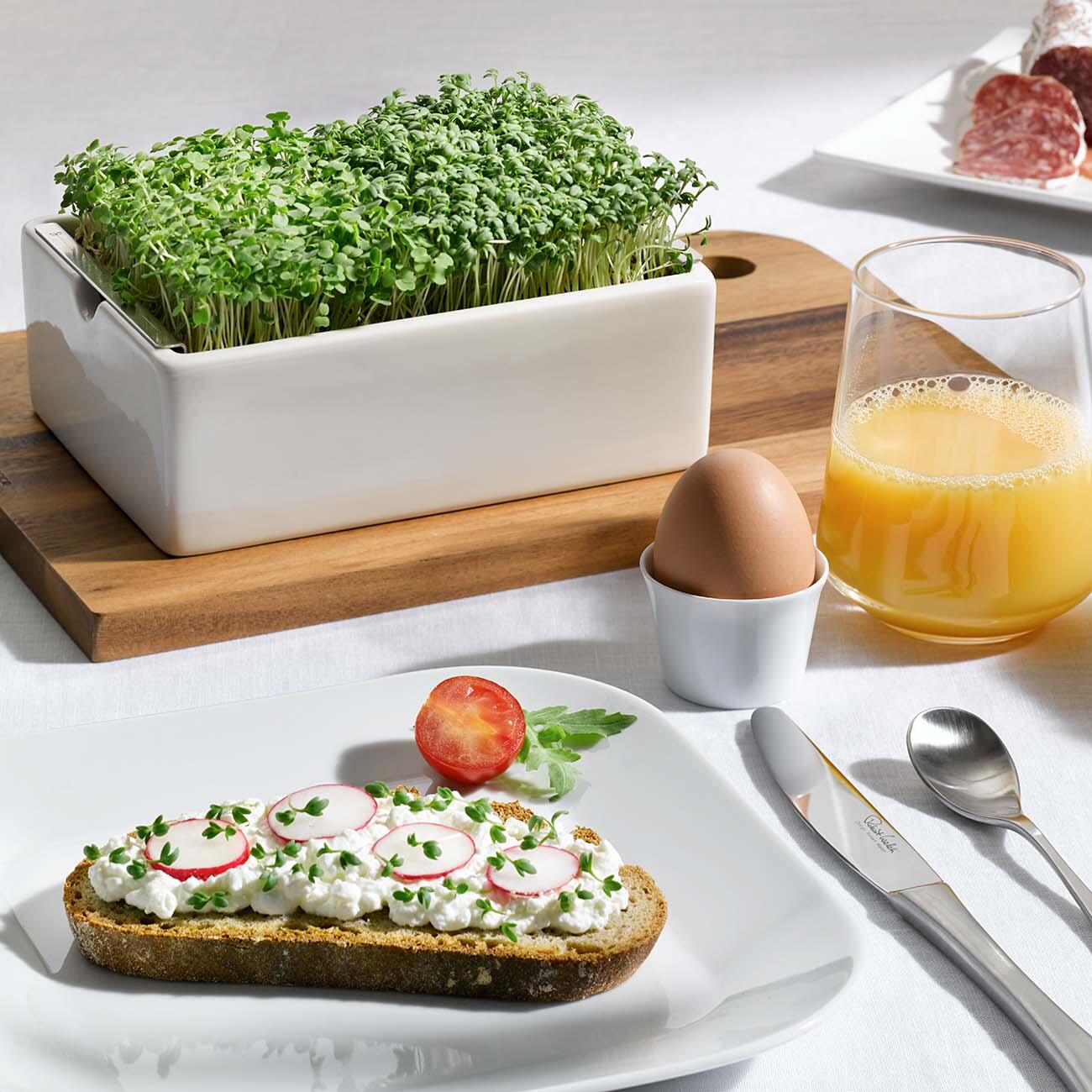 Microgreens Starter-Set, 4-teilig – mit 3 Jahren Garantie