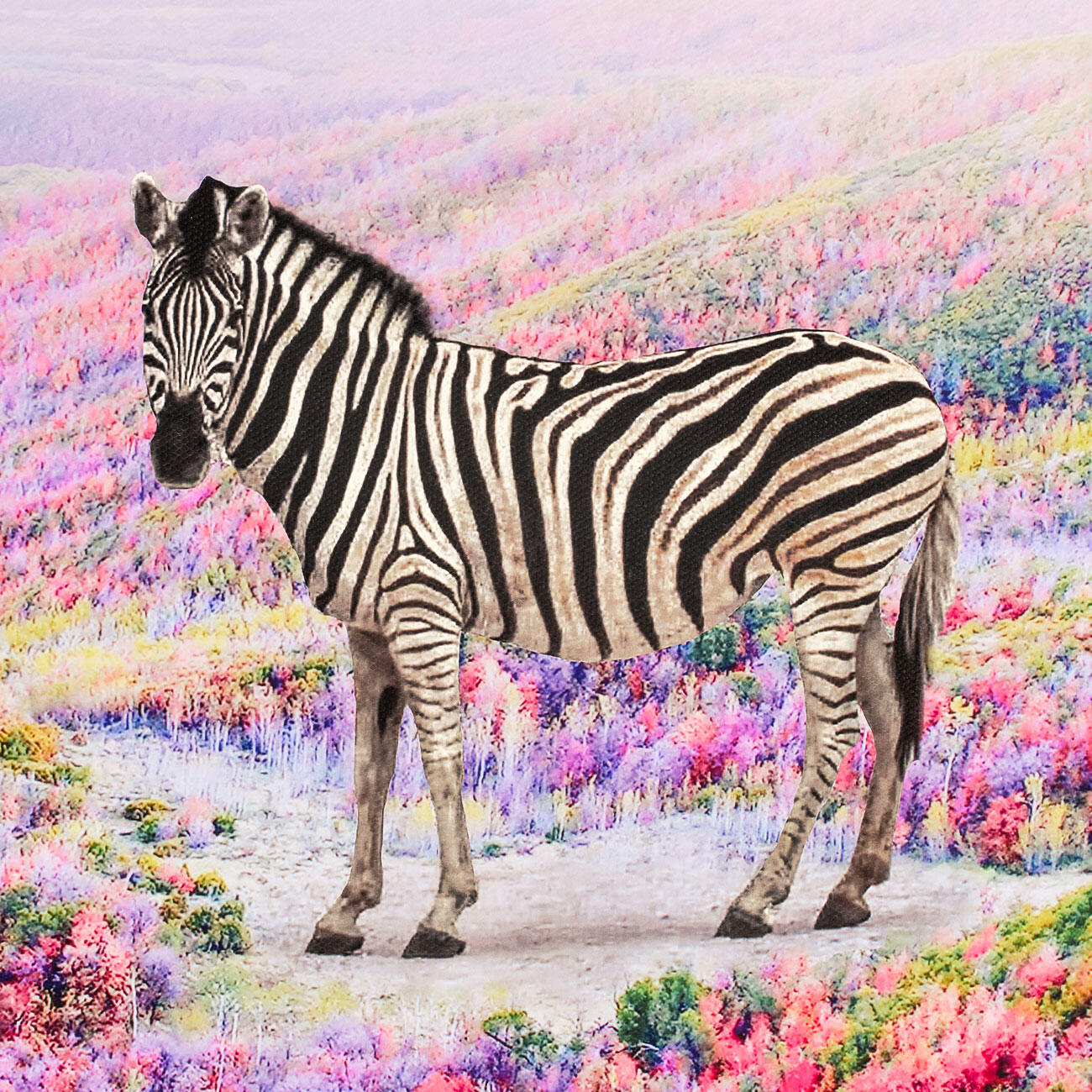 Robert Jahns – Flower Zebra | Kunst online kaufen