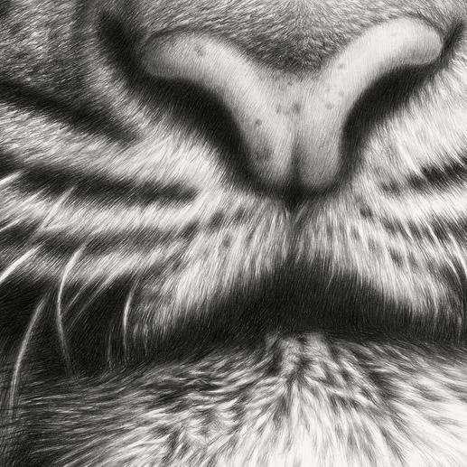 Koshi Takagi – Eyes of the tiger | Kunst online kaufen